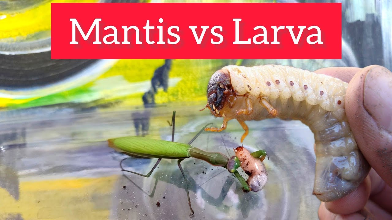 Mantis Takes on Giant Larva in a Battle for Survival! You Won't Believe ...