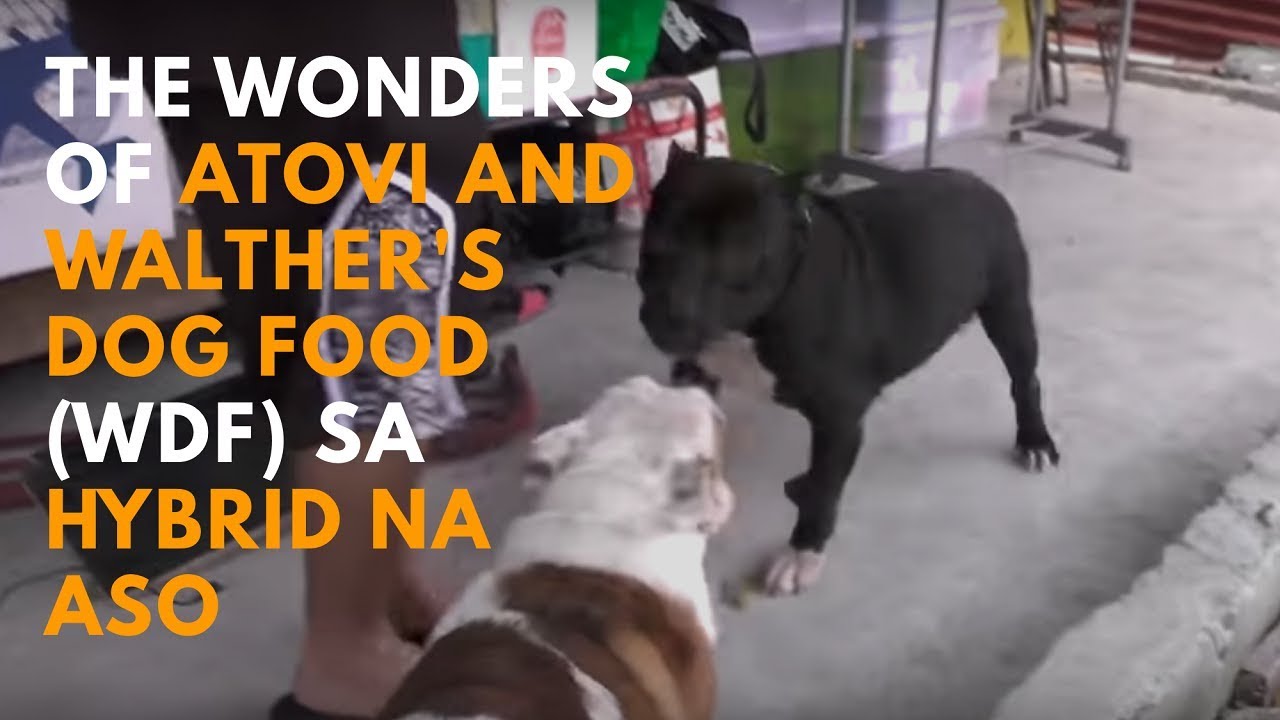 The Wonders of Atovi and Walther's Dog Food (WDF) sa Hybrid na Aso ...