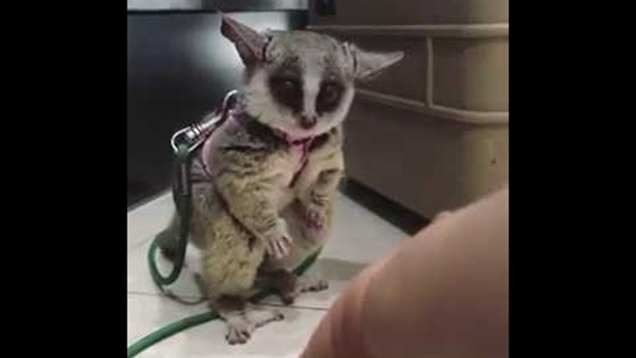 Bush Baby Just Couldn't Eat Another One - YouTube