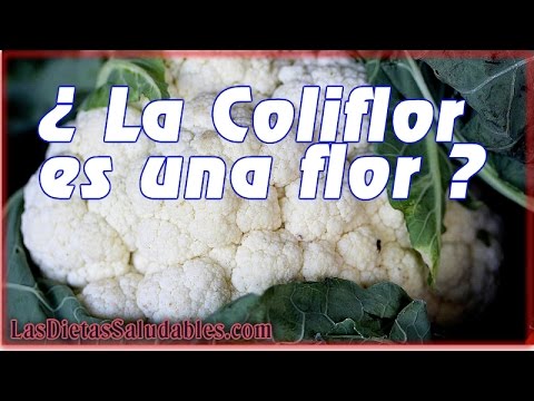 ¿ La Coliflor Es Una Flor ? - YouTube