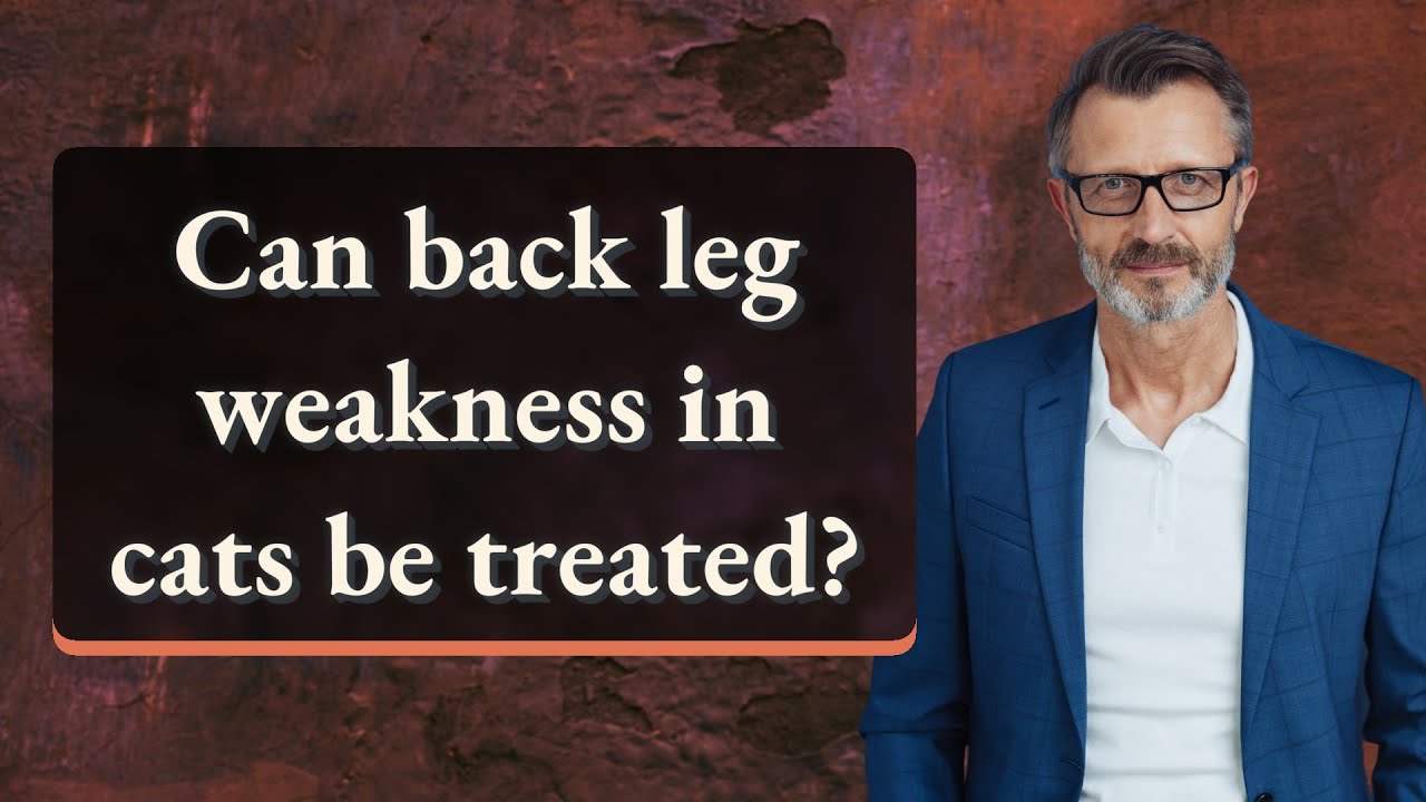Can back leg weakness in cats be treated? - YouTube