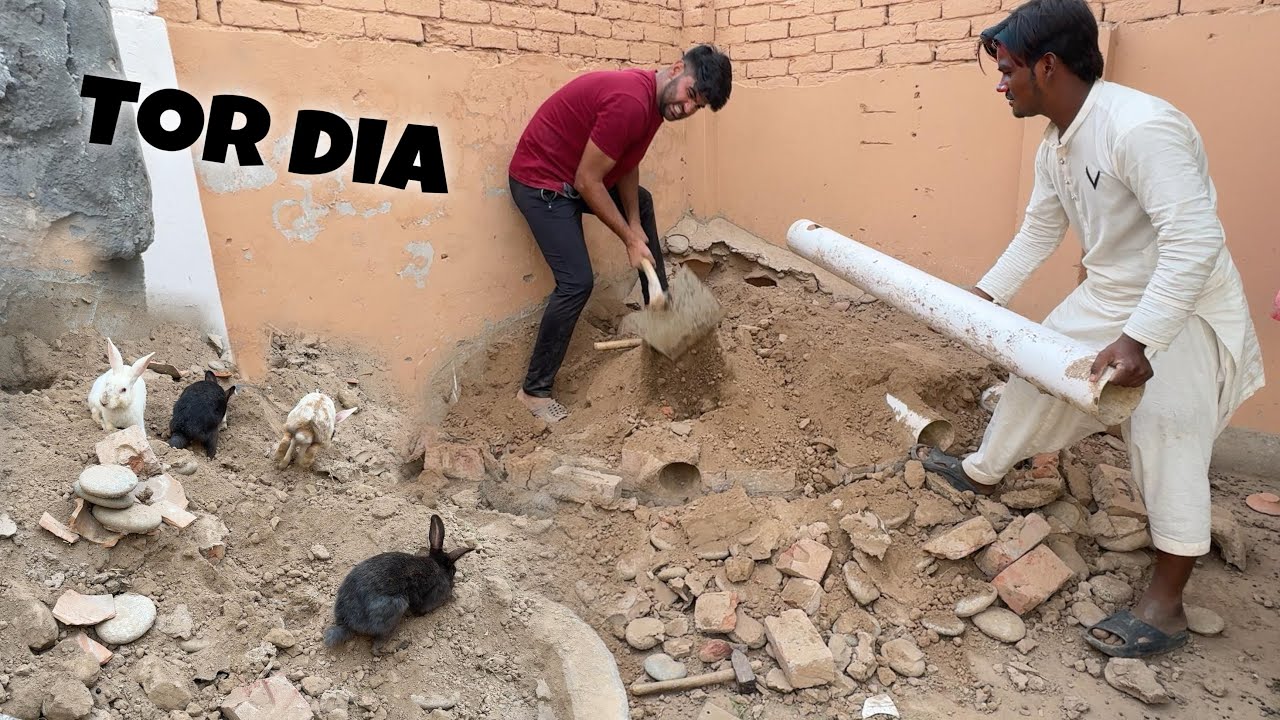 Sabtain Ny Rabbit House Tor dia😨 - YouTube