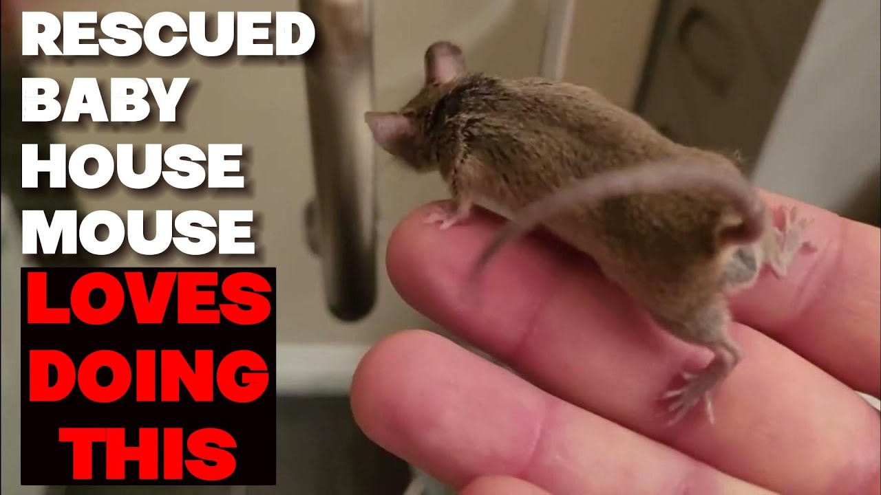 Rescued Mouse Loves To Help His 'Hooman' - YouTube
