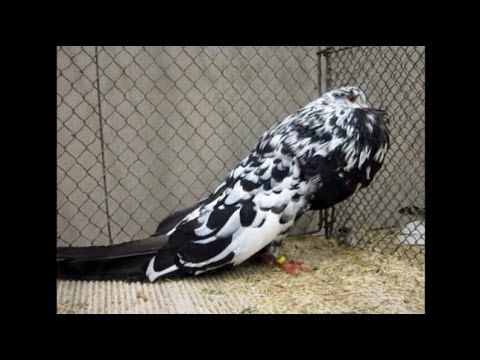 Old German Cropper, Altdeutsche Kröpfer, Bundessiegerschau Dortmund ...