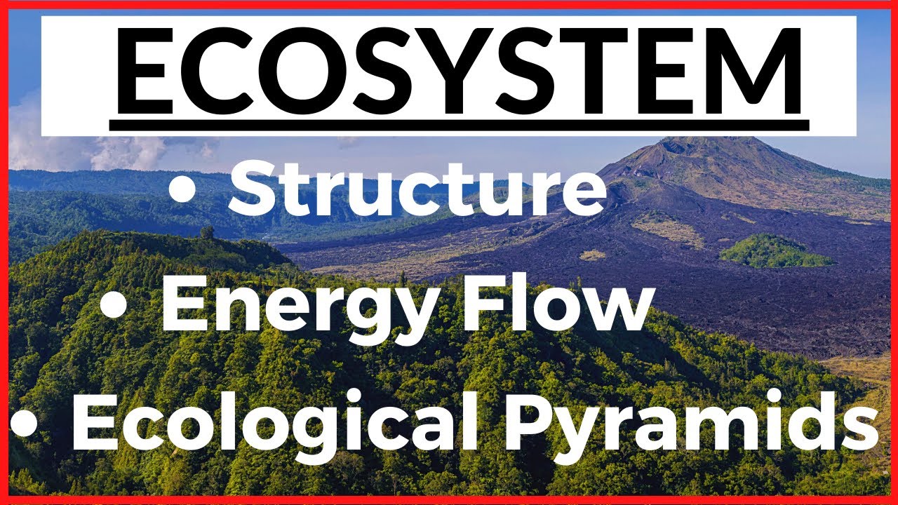 Freshwater Biome Energy Pyramid