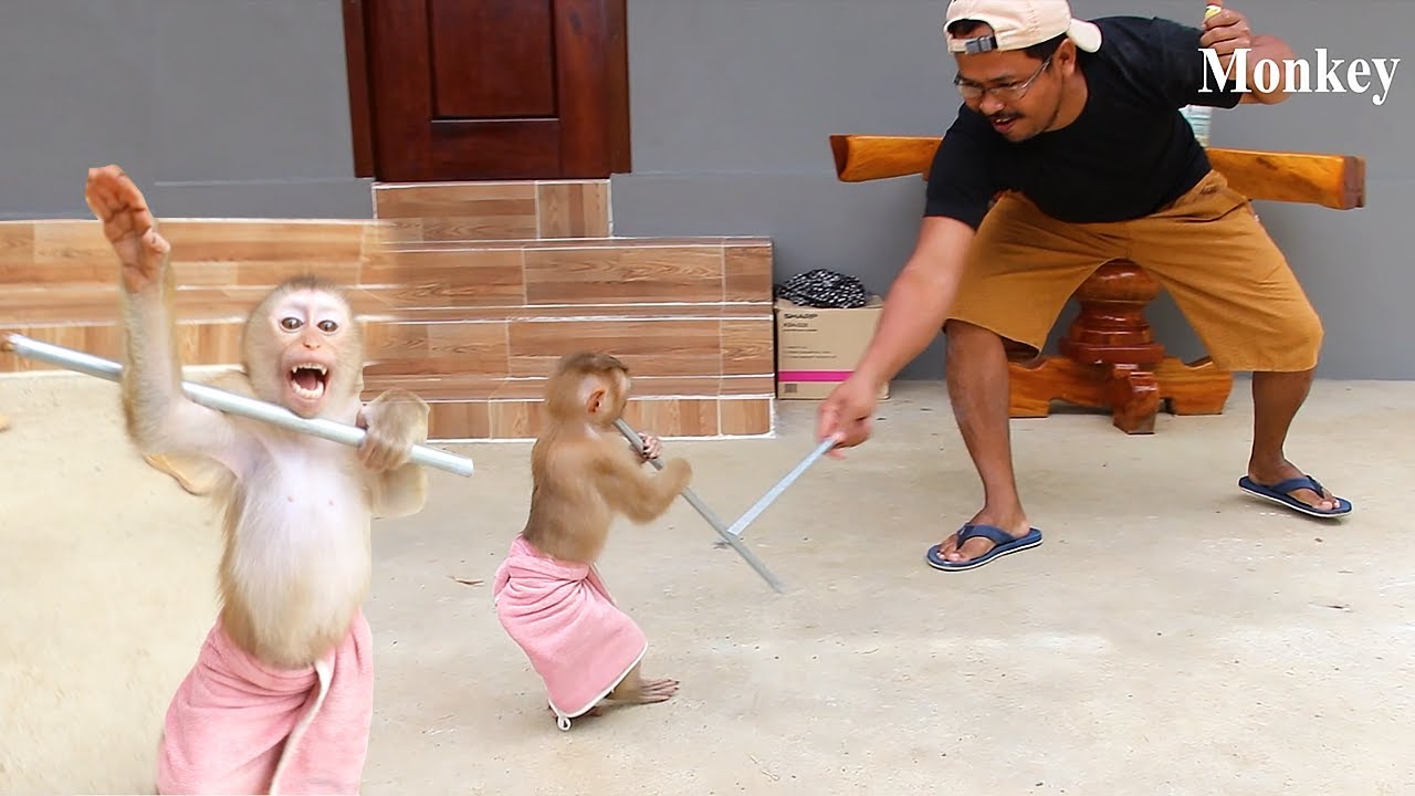 Baby Monkey Got Talent Marrtial Art Wit Daddy Funniest - YouTube