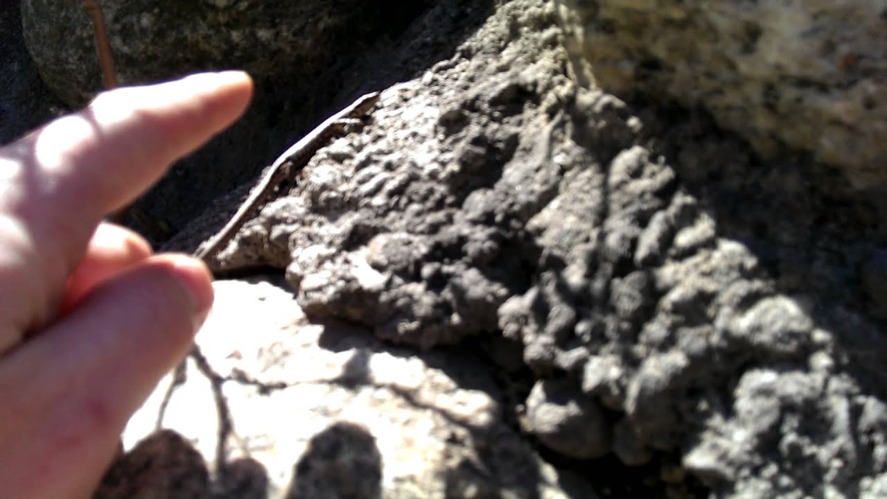 High five a lizard... - YouTube