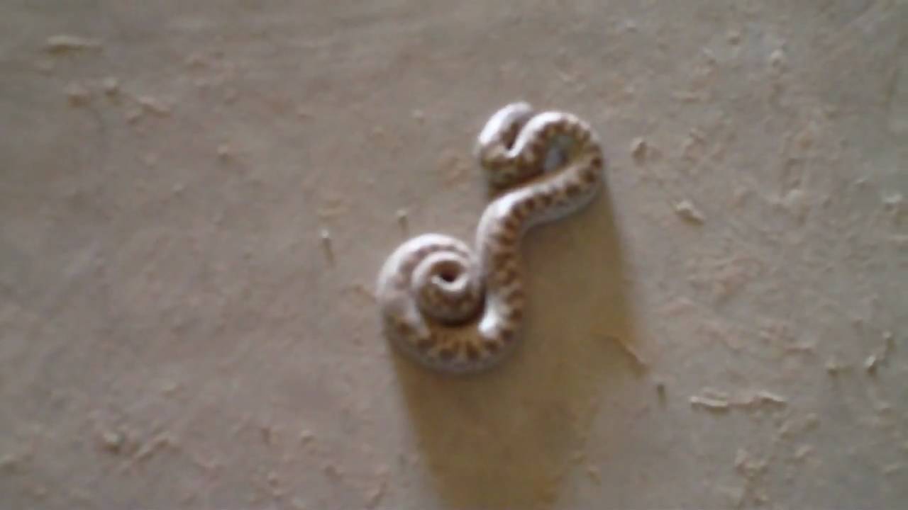 Baby Viper - YouTube