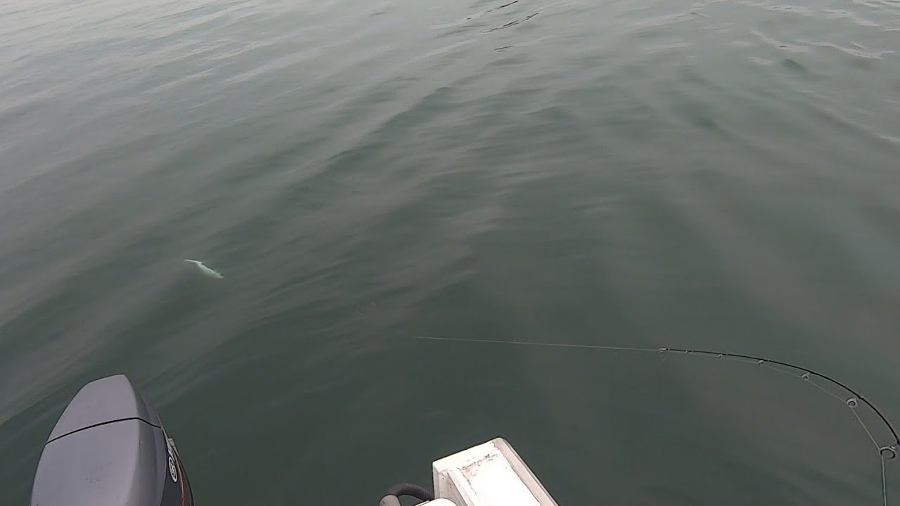 Hard body lure fishing at Botany bay - YouTube