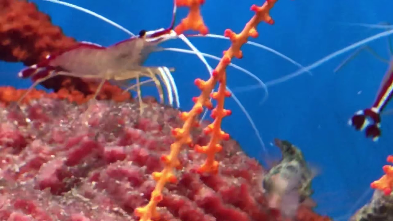 A weird tentacle thing - YouTube