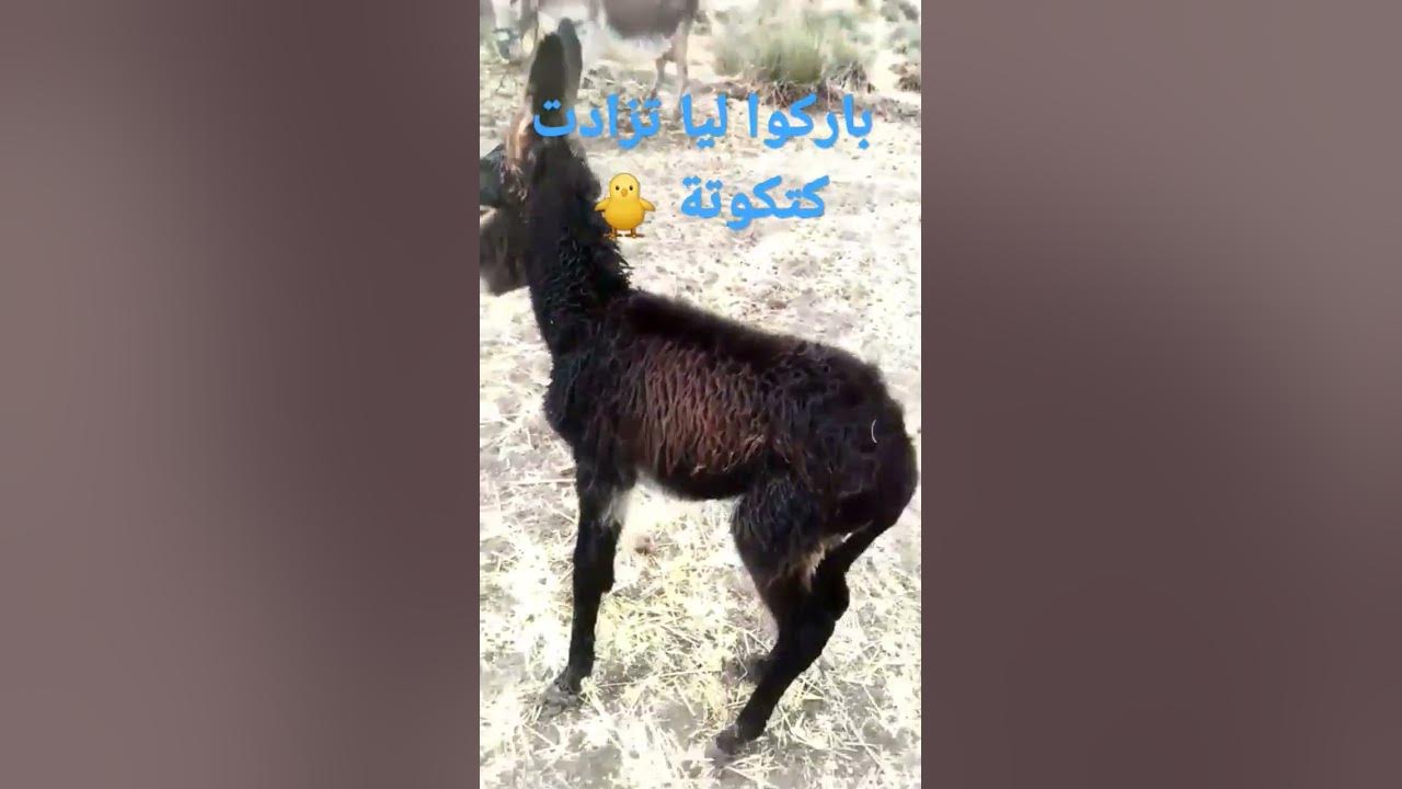 حمار صغير جميل جدا Shourts طبخ بادية Youtube