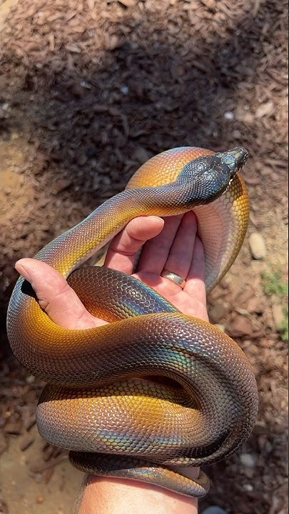 One of my white lipped pythons enjoying some sun. - YouTube