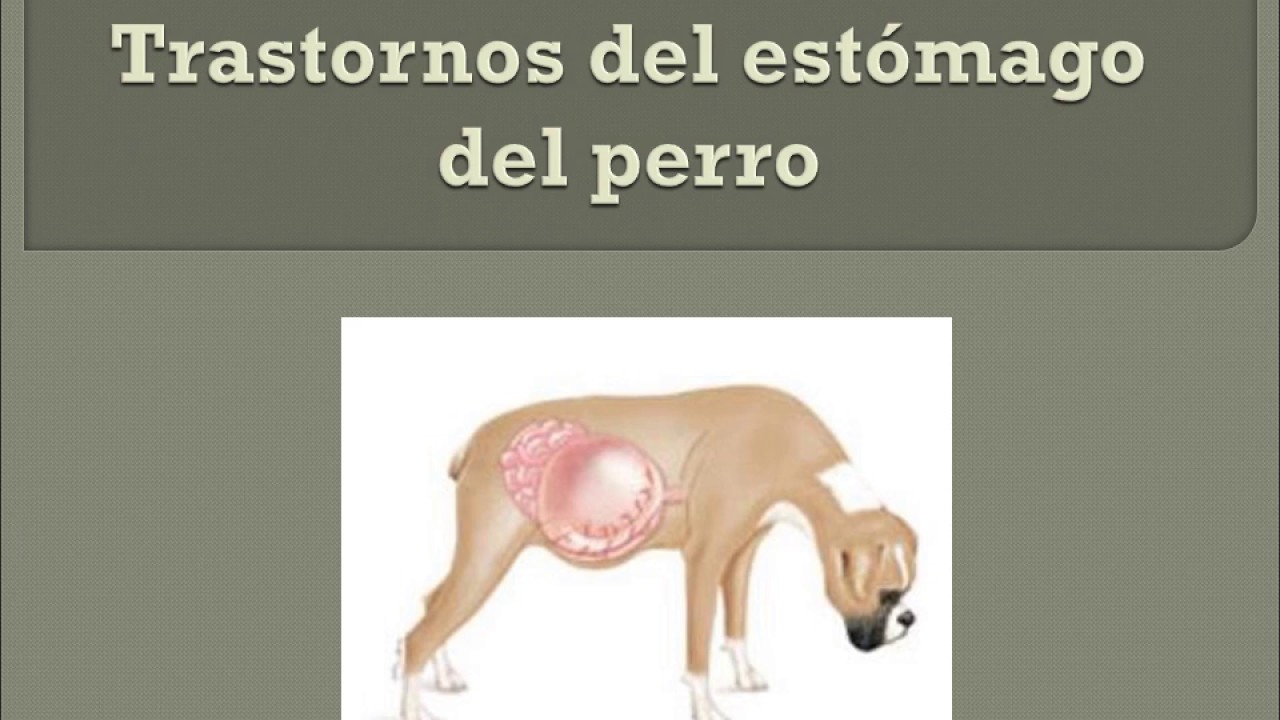 trastornos del estomago de perros - YouTube
