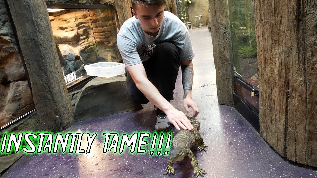 How To TAME a CRAZY LIZARD!!! - YouTube