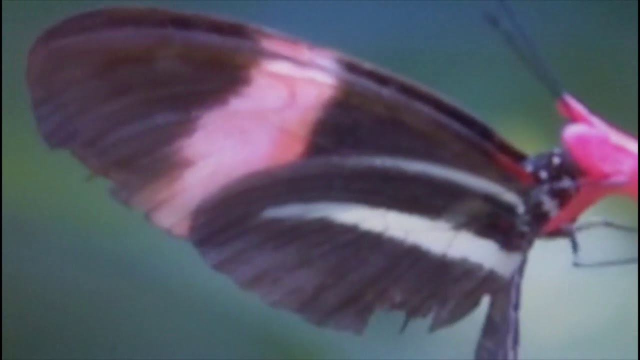 Quackhammer: CGI Butterfly - YouTube
