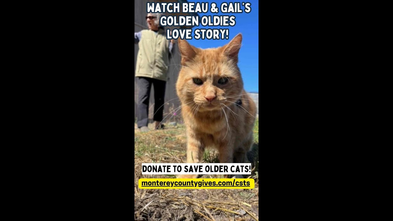 Beau & Gail: Monterey County Gives! 2024 Golden Oldies Cat Rescue - YouTube