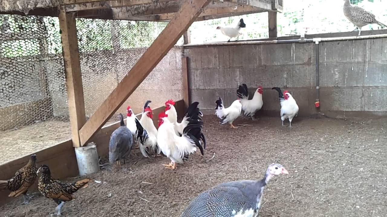 Corral de desarrollo de gallinas colipavo del MiniZoo y Jardín Yori ...