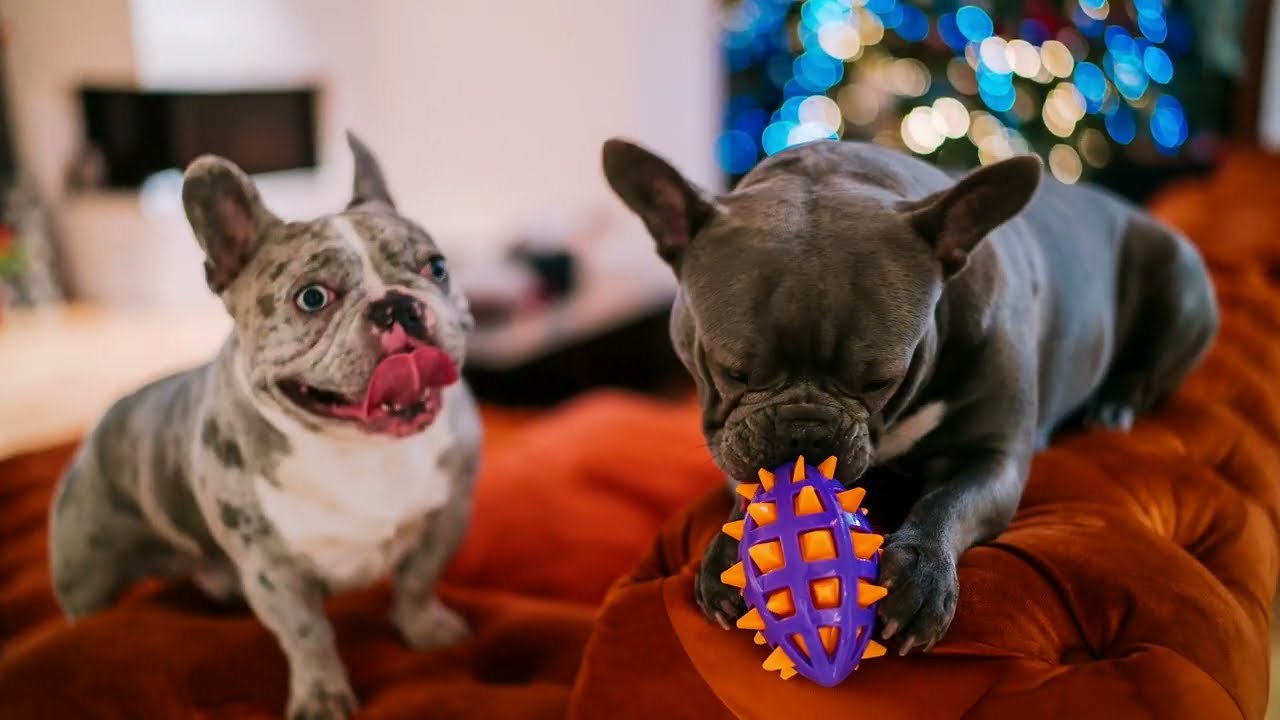 Meet Coco & Mia Two French Bulldogs - YouTube