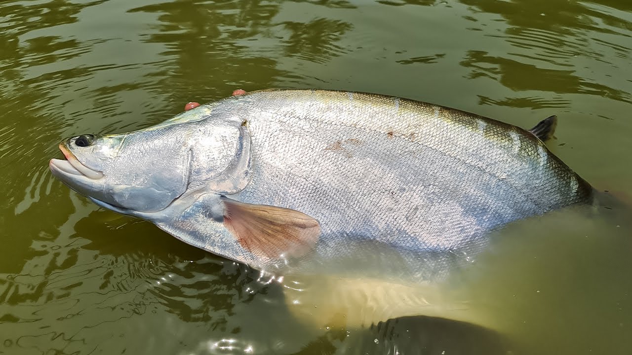 Really Amazing Underwater New Fishing Video Catch Big Fish From Pond # ...