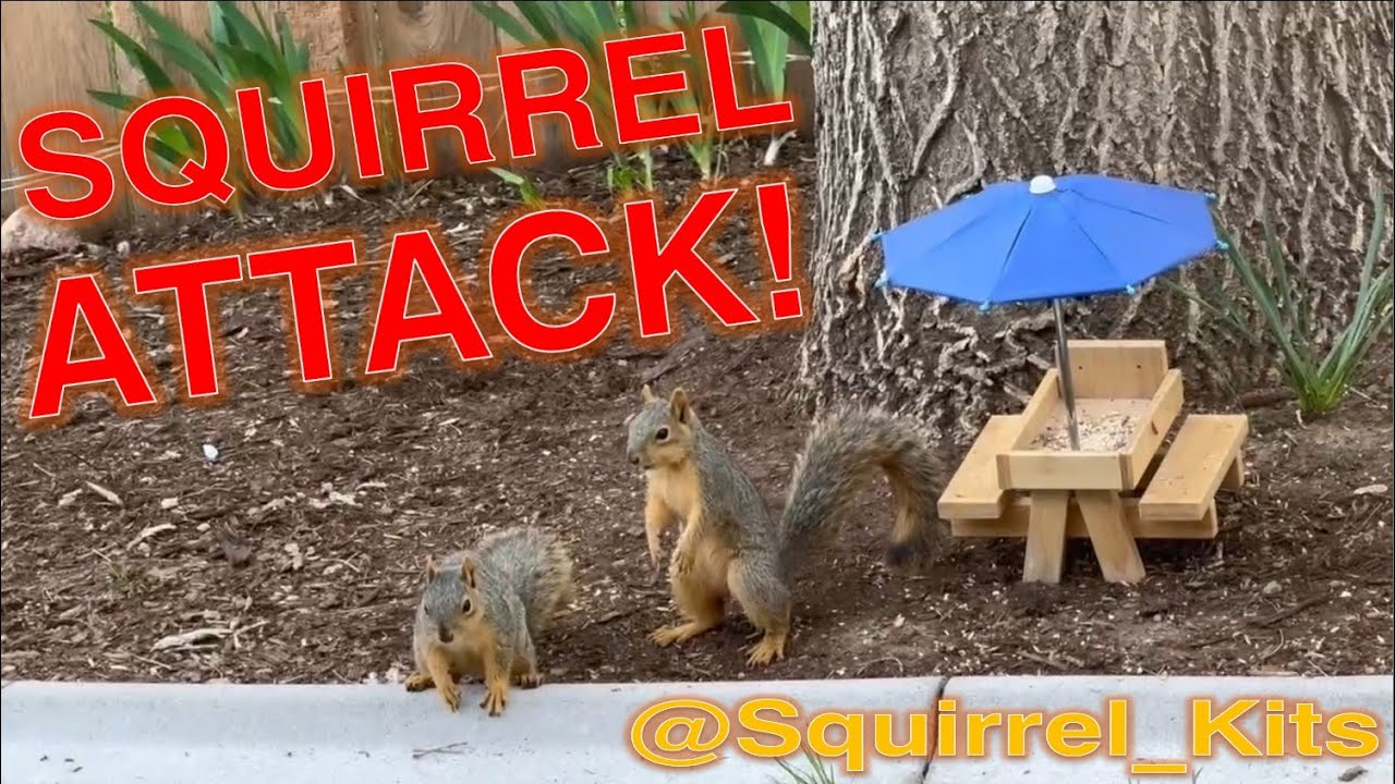 Squirrel Wrestling - YouTube