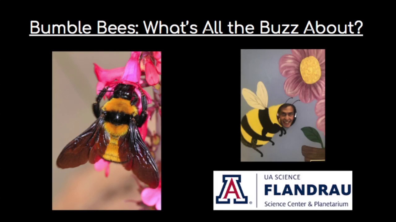 Bumblebees: what's all the buzz about? - YouTube