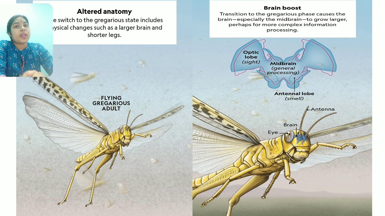 Locust and swarm formation by Deepika Yadav - YouTube