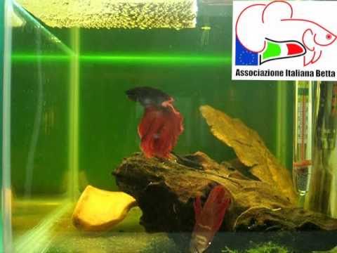 Accoppiamento Betta splendens halfmoon, Halfmoon betta spawning - YouTube