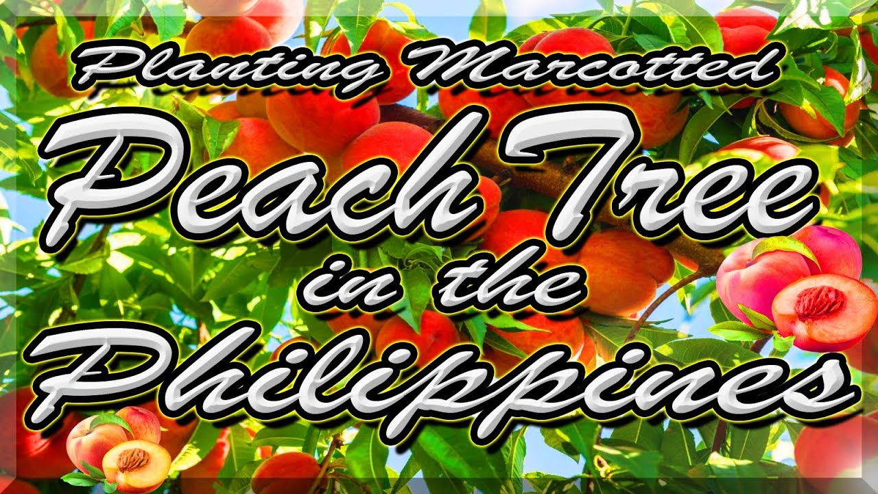 Peach tree in the Philippines 2020 - YouTube