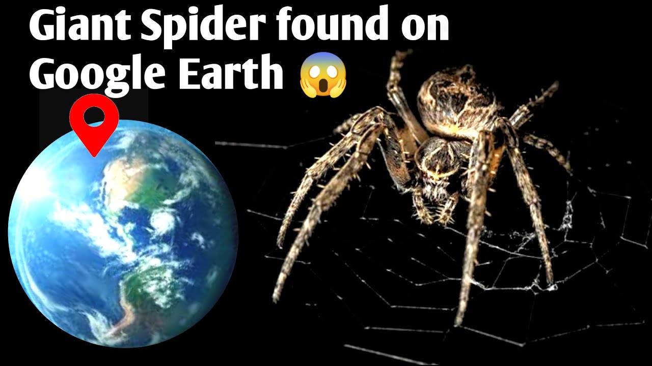 Giant Spider found on Google Earth - YouTube
