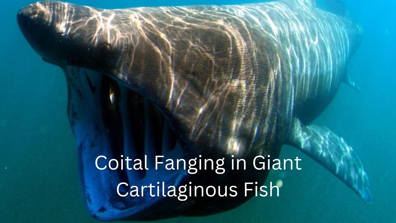 Coital Fanging in Giant Cartilaginous Fish - YouTube