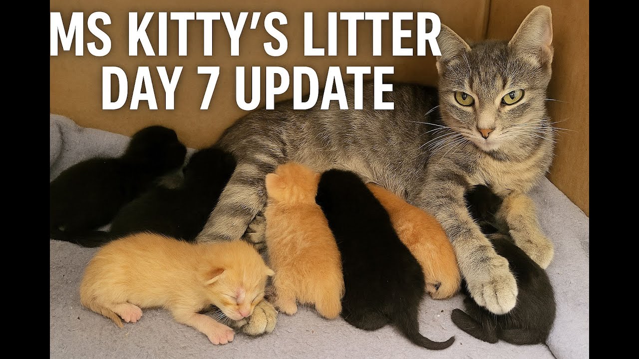 Ms Kitty’s Litter – Day 7 Update | Eyes Just Starting to Open! - YouTube