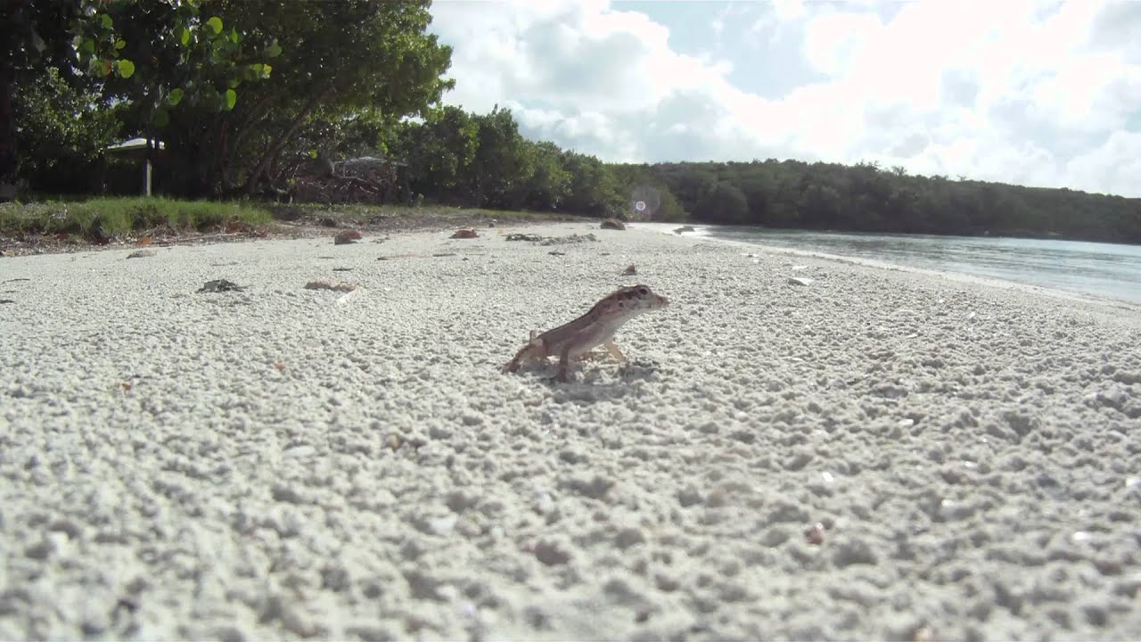 Lizard on Vieques Island, Puerto Rico - YouTube