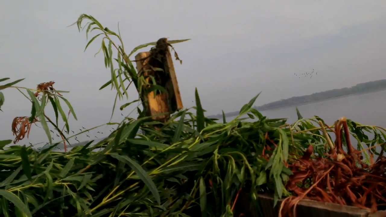 Preseason Blue-Winged Teal Flight - YouTube