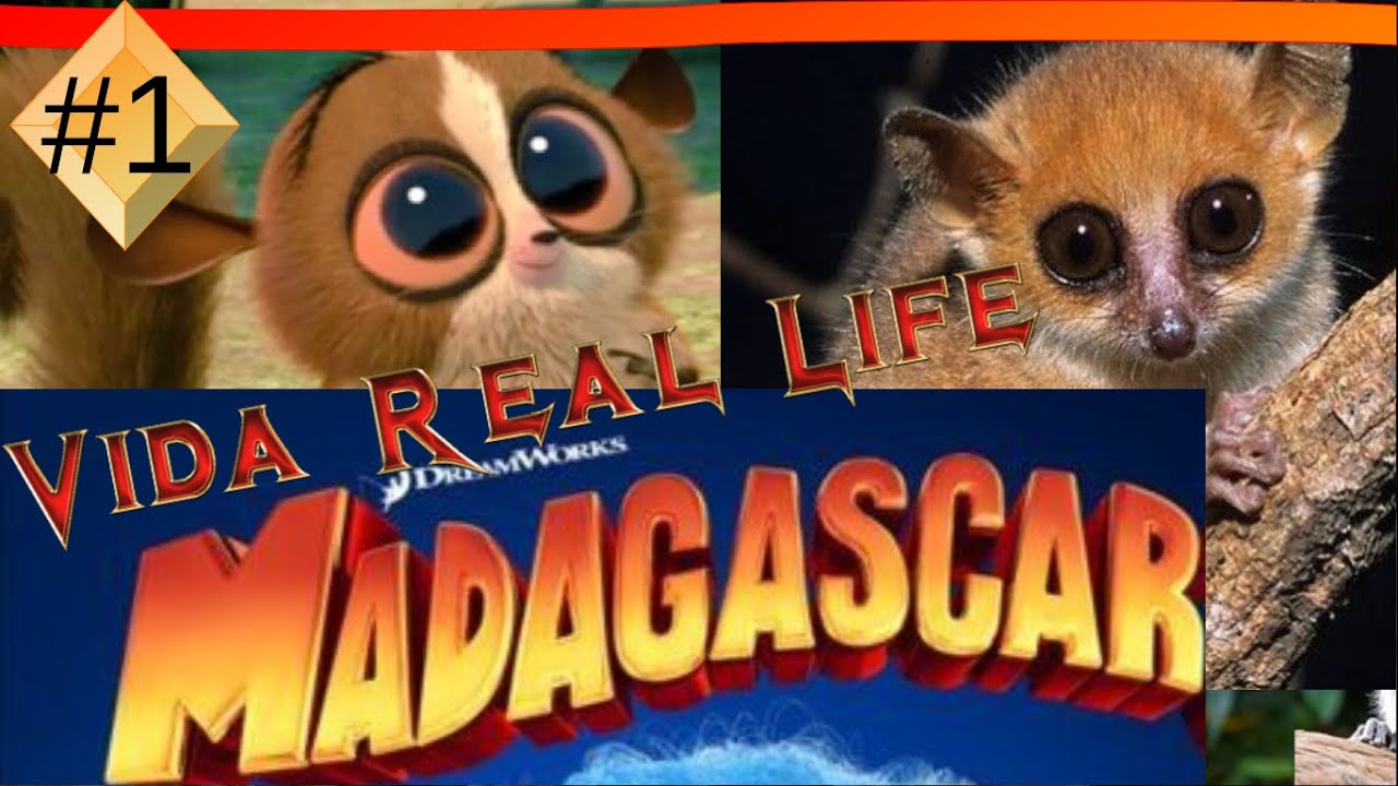 #1 MADAGASCAR Real Life / Vida Real (MADAGASKAR Prawdziwe życie) - YouTube