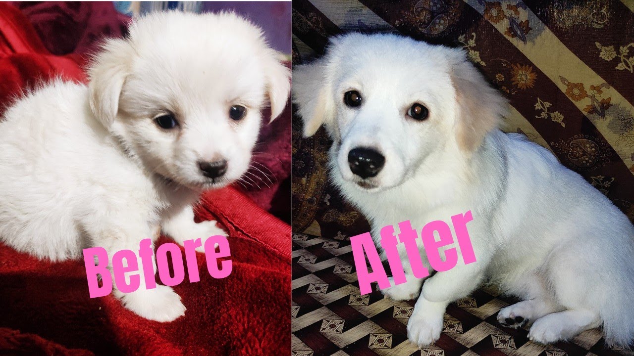 Watch My Puppy Grow 45Days To 6Month // Puppy Transformation // Puppy ...