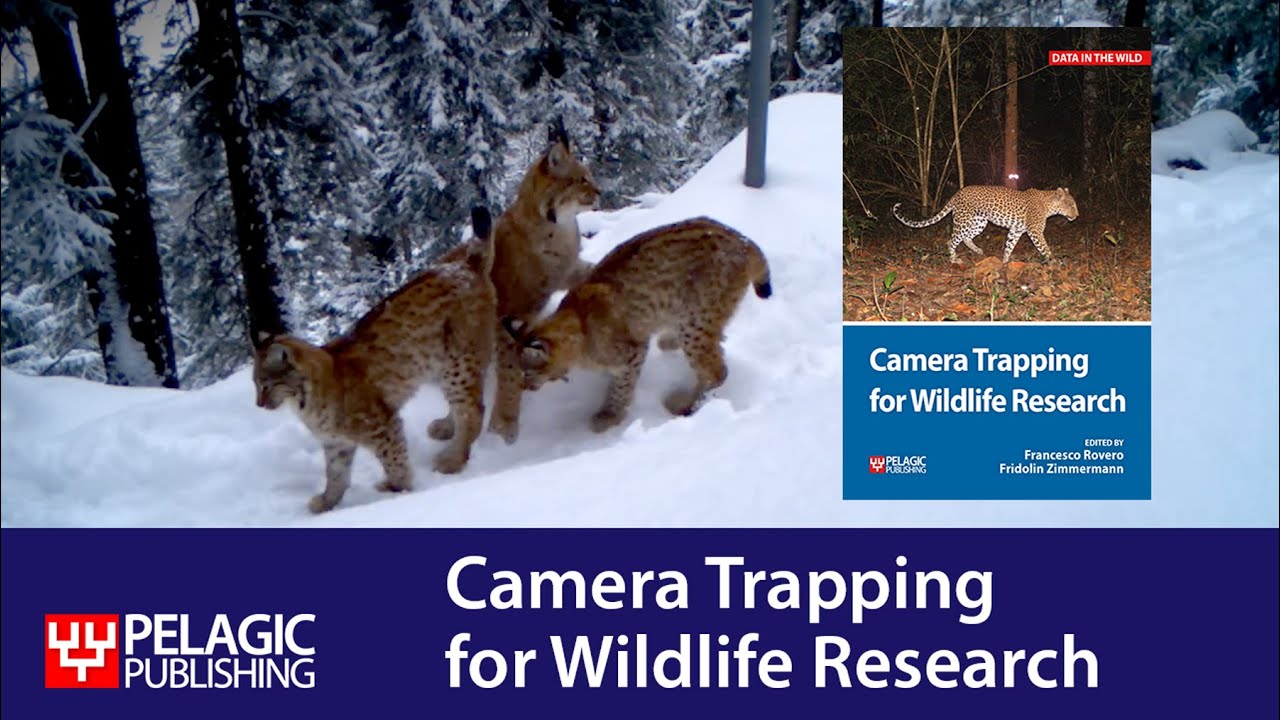 Camera Trapping for Wildlife Research - YouTube
