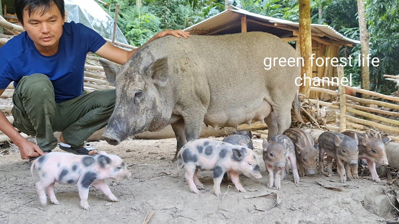 The third herd of wild pigs was born. Robert' farm. Green forest life ( ep210 ) - YouTube