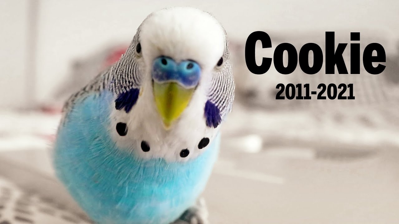 Budgie sounds in Memory of Cookie 2011 - 2021 😥 - YouTube