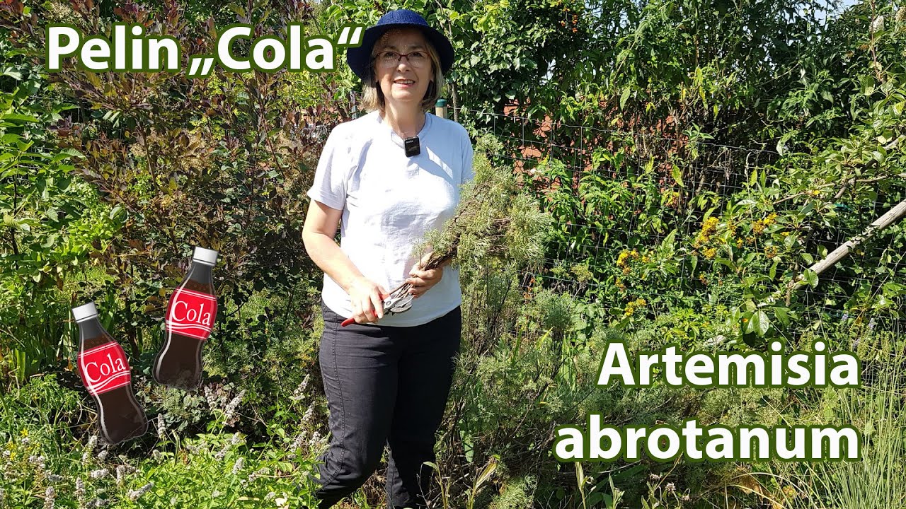 Pelin "Cola" / Artemisia abrotanum / Za šta i kako koristiti ovu ...