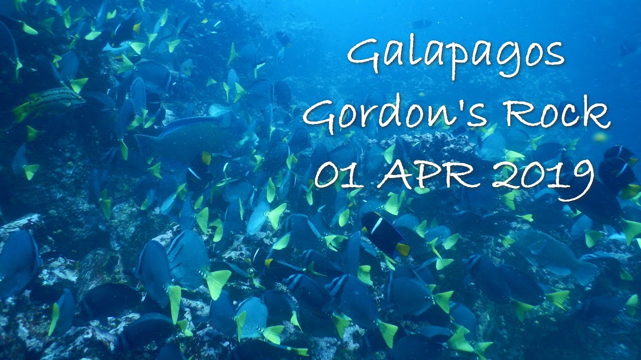 Diving Gordon's Rock, Galapagos - YouTube