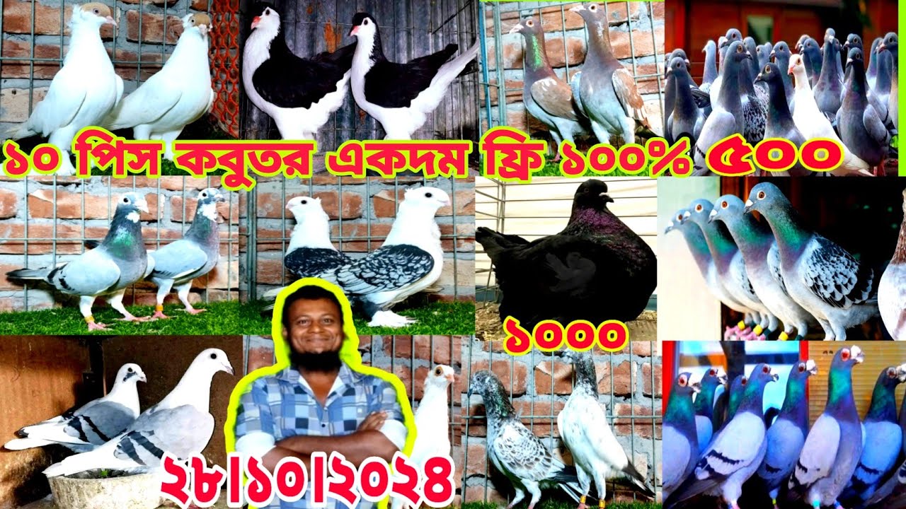 ১০ পিস কবুতর একদম ফ্রি।। সবচেয়ে কম দামে কবুতর কিনুন।।Racer kobutor ২৮ ...