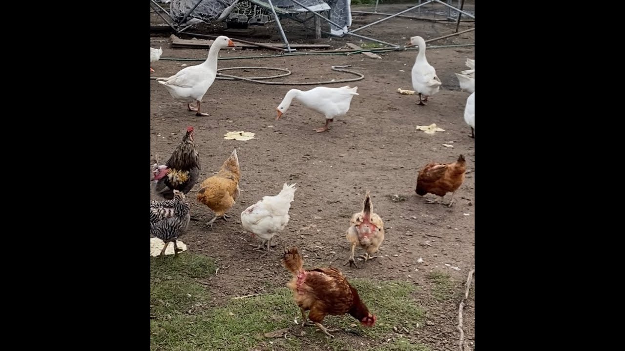 Talking to Chickens & Ducks #chickens #farmlife #youtuber - YouTube