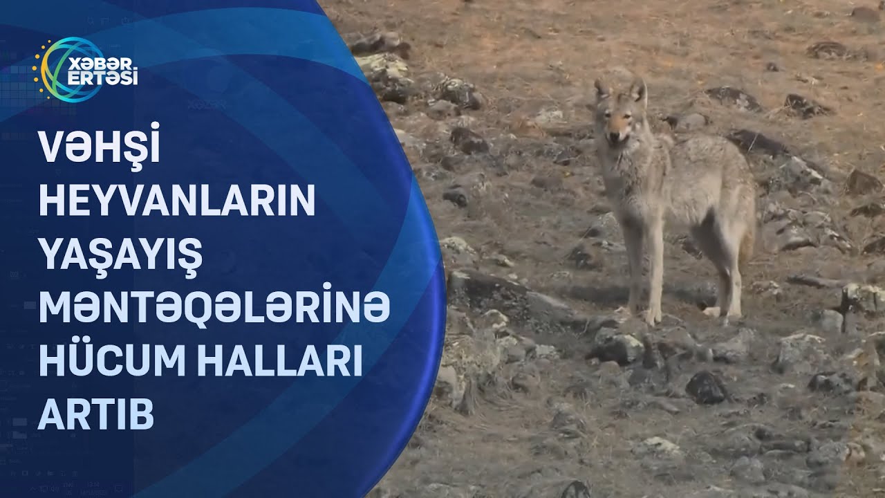 Vəhşi heyvanların yaşayış məntəqələrinə hücumları artıb - YouTube