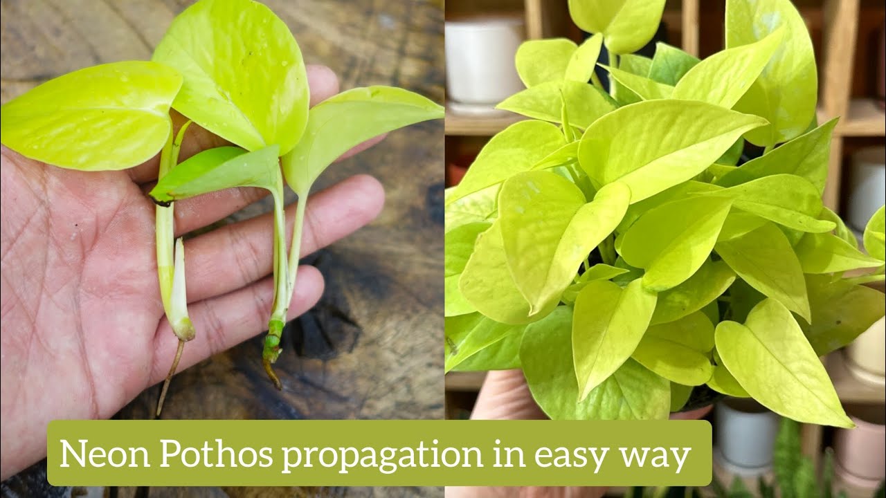 Grow Neon Pothos faster using this process very easy method - YouTube