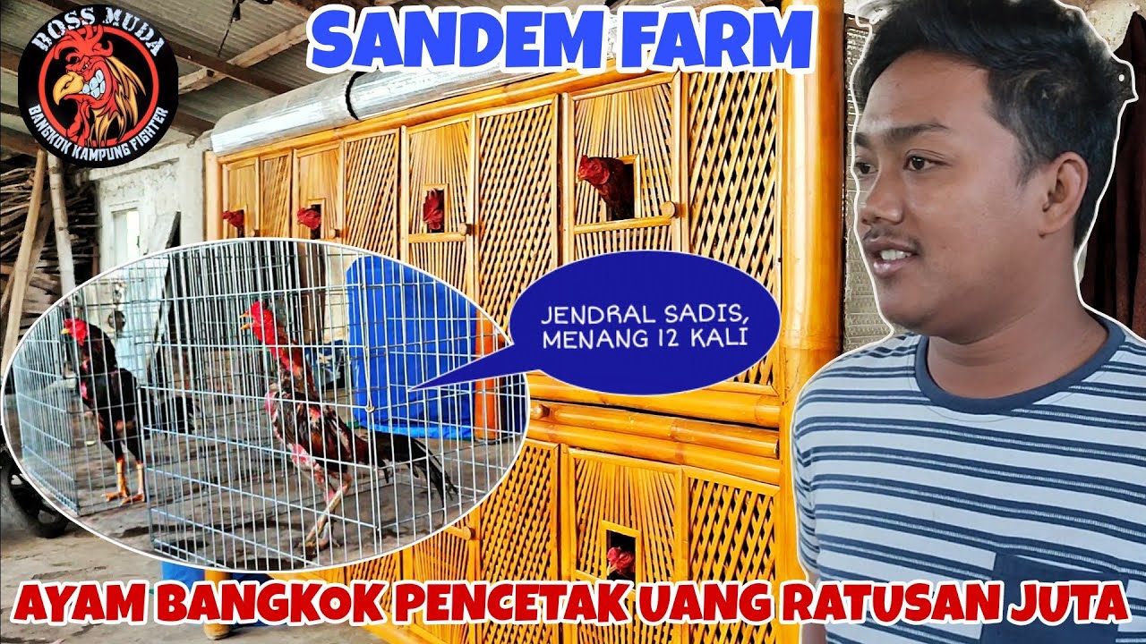 AYAM BANGKOK IMPORT - YouTube