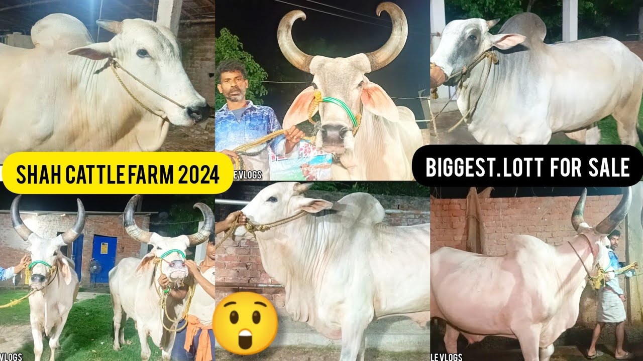 SHAH CATTLE FARM || BIGGEST KANKAREJ & BULL COLLECTION || GOLBARI ...