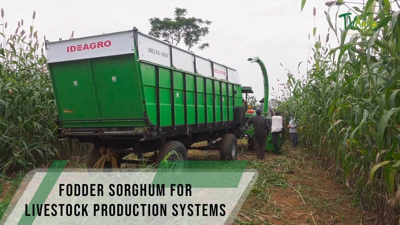 Fodder sorghum for livestock production systems - YouTube