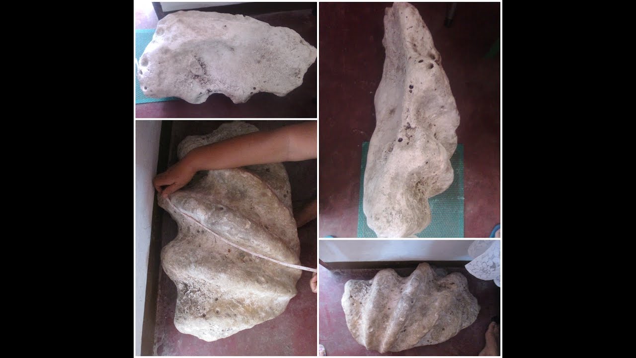 giant tridacna pearl fossil - YouTube