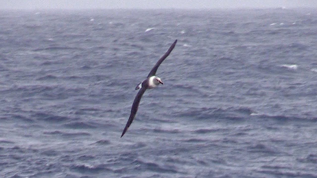 Grey headed Albatross, near adult, South Georgia, South Atlantic, 30th ...