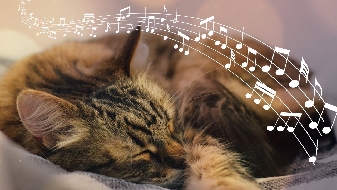 Peaceful cat music ♬ Relaxing piano music for cats ♬ Sleep music - YouTube